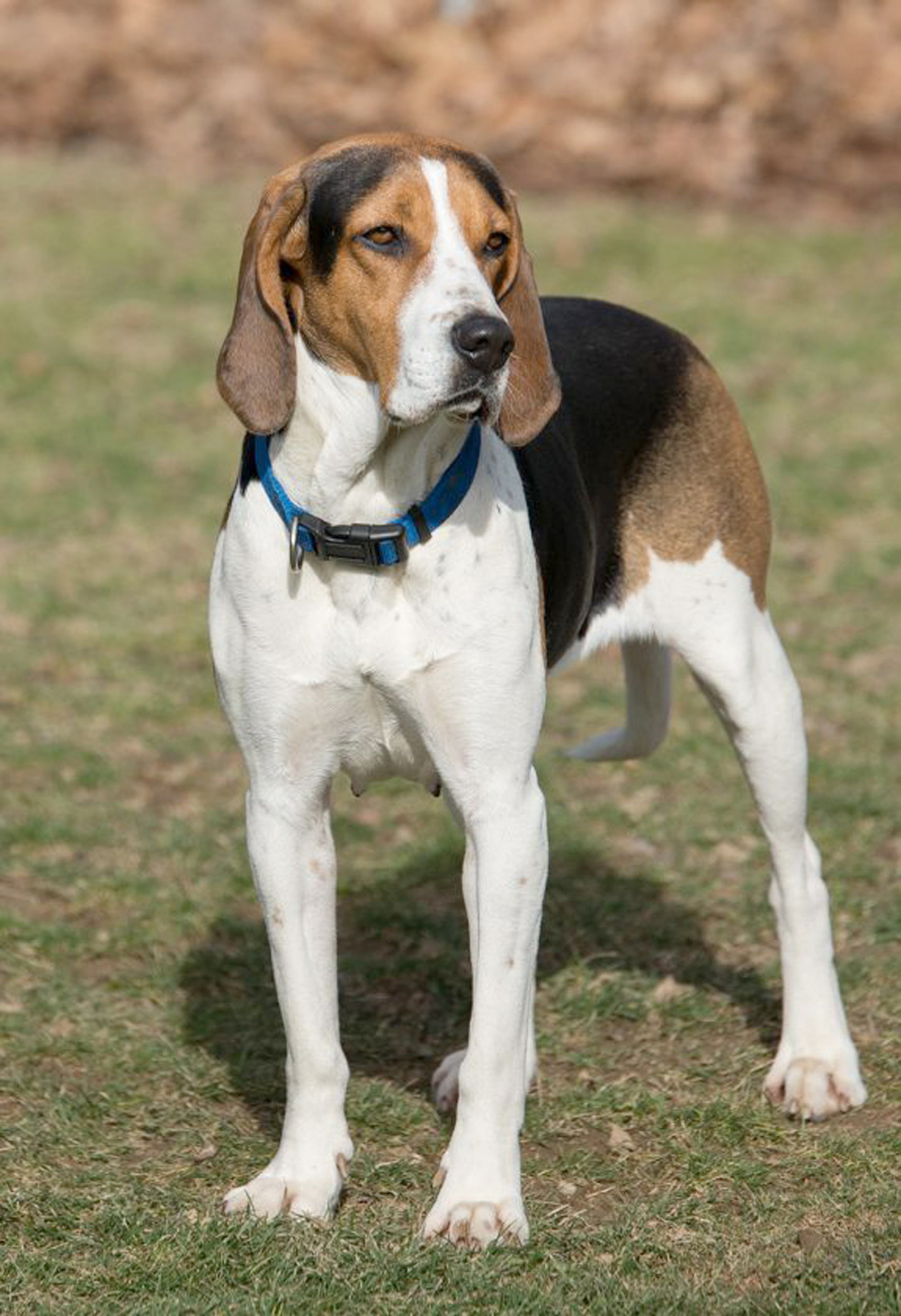 How Many Puppies Are Born In A Treeing Walker Coonhound Litter